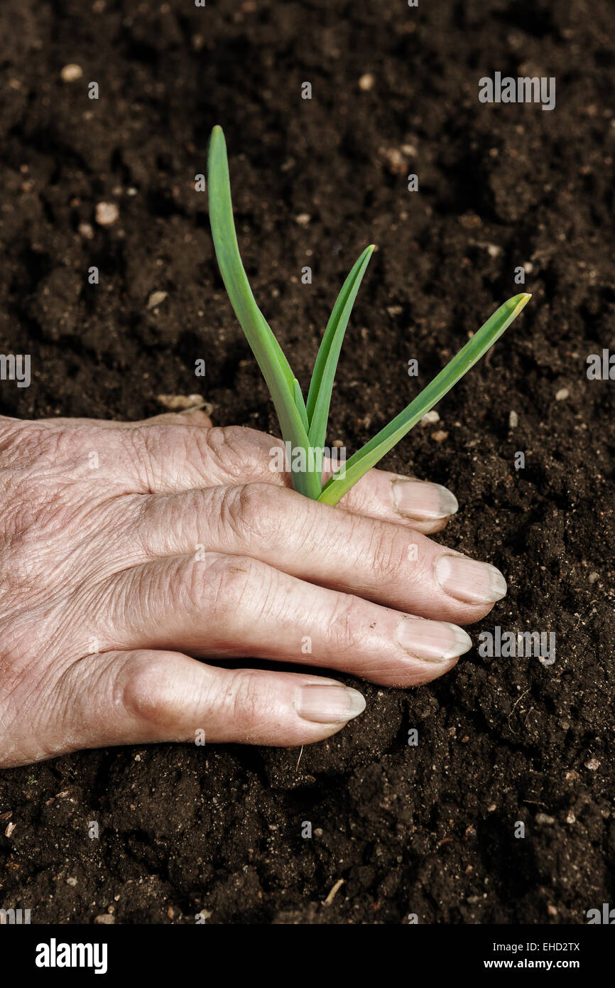 Hand and sprout hi-res stock photography and images - Alamy