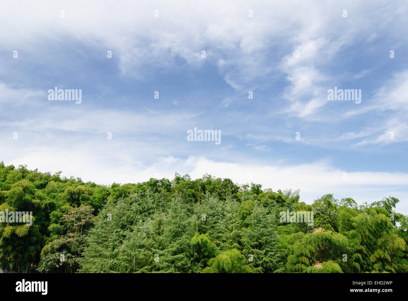 green forest on a cloudy sky background Stock Photo - Alamy
