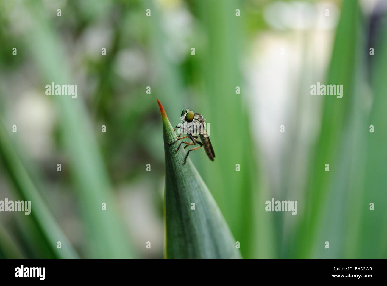 robber fly, promachus yesonicus, on a end of plant Stock Photo - Alamy