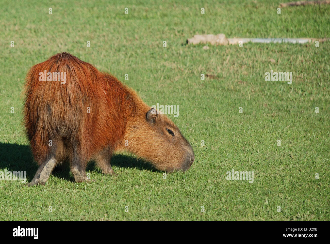 Capivara brazil hi-res stock photography and images - Alamy