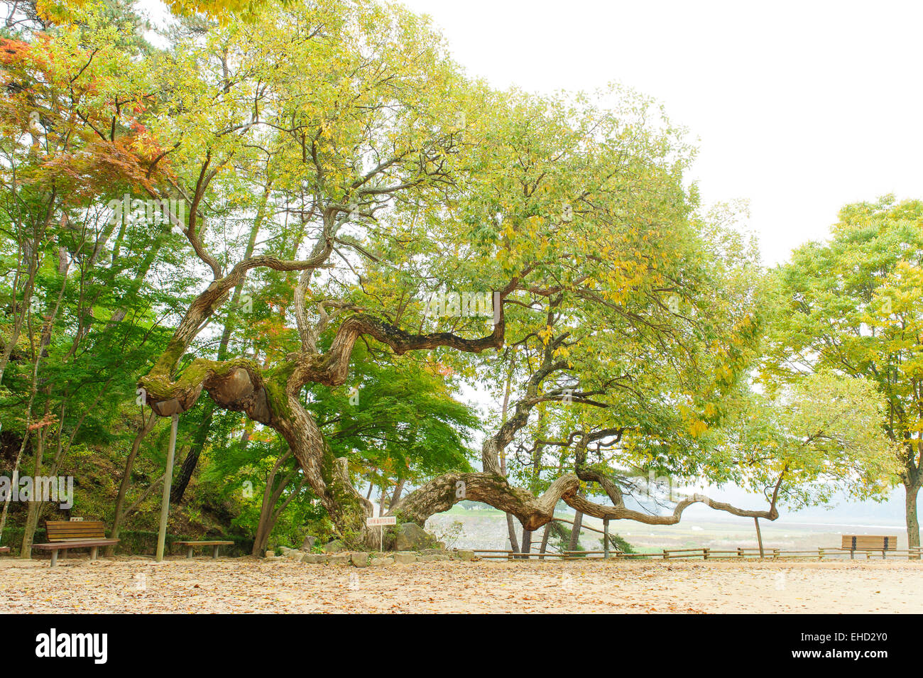 Autumn view ginko tree hi-res stock photography and images - Alamy