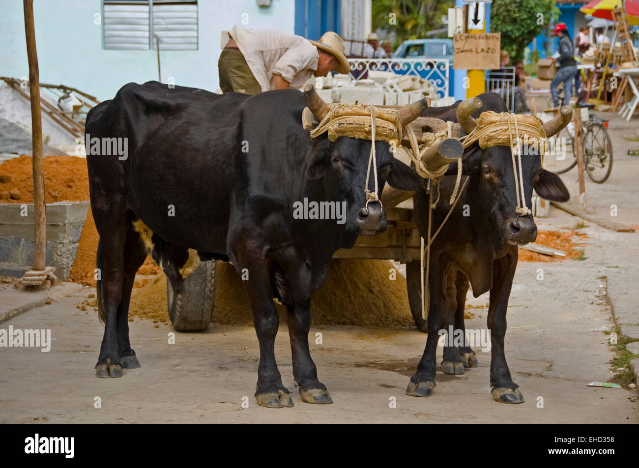 Two standing oxen yoked together hi-res stock photography and images ...