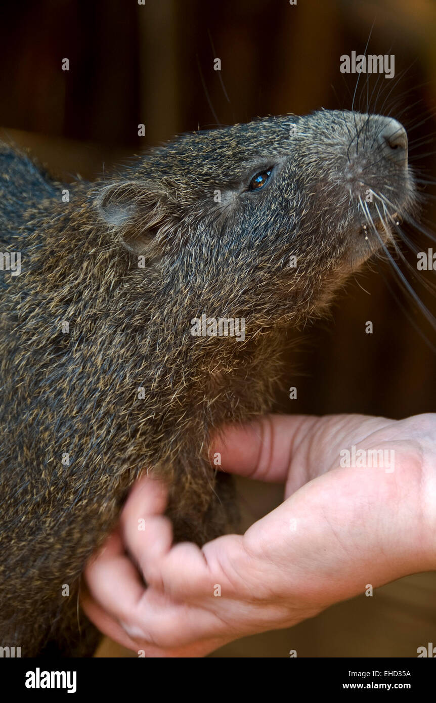 Jutia cuba hi-res stock photography and images - Alamy