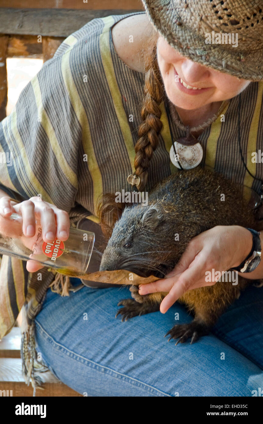 Vertical view of a Desmarest's hutia (Capromys pilorides) or Cuban Tree ...