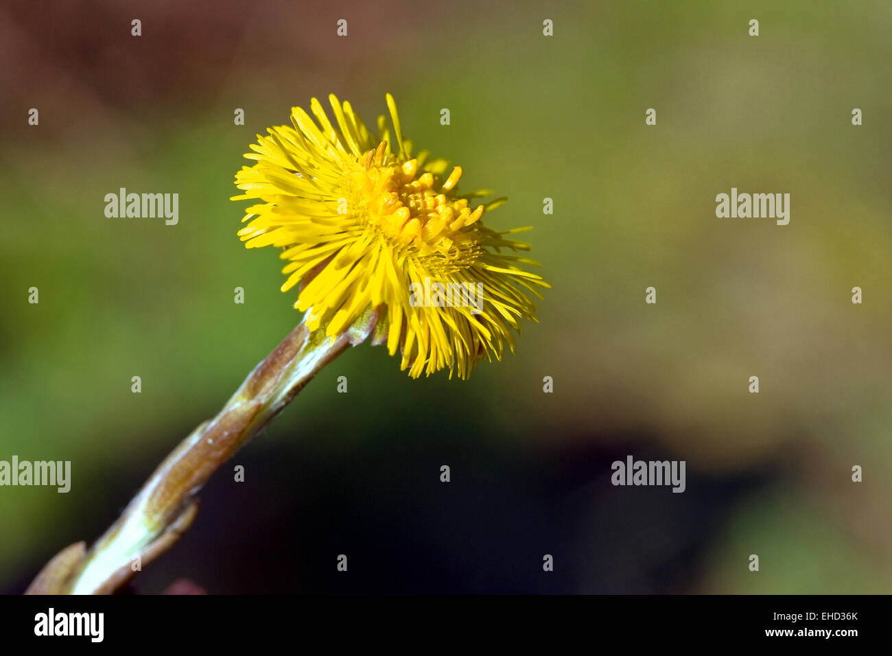 Colts foot,flowers in early spring Stock Photo - Alamy