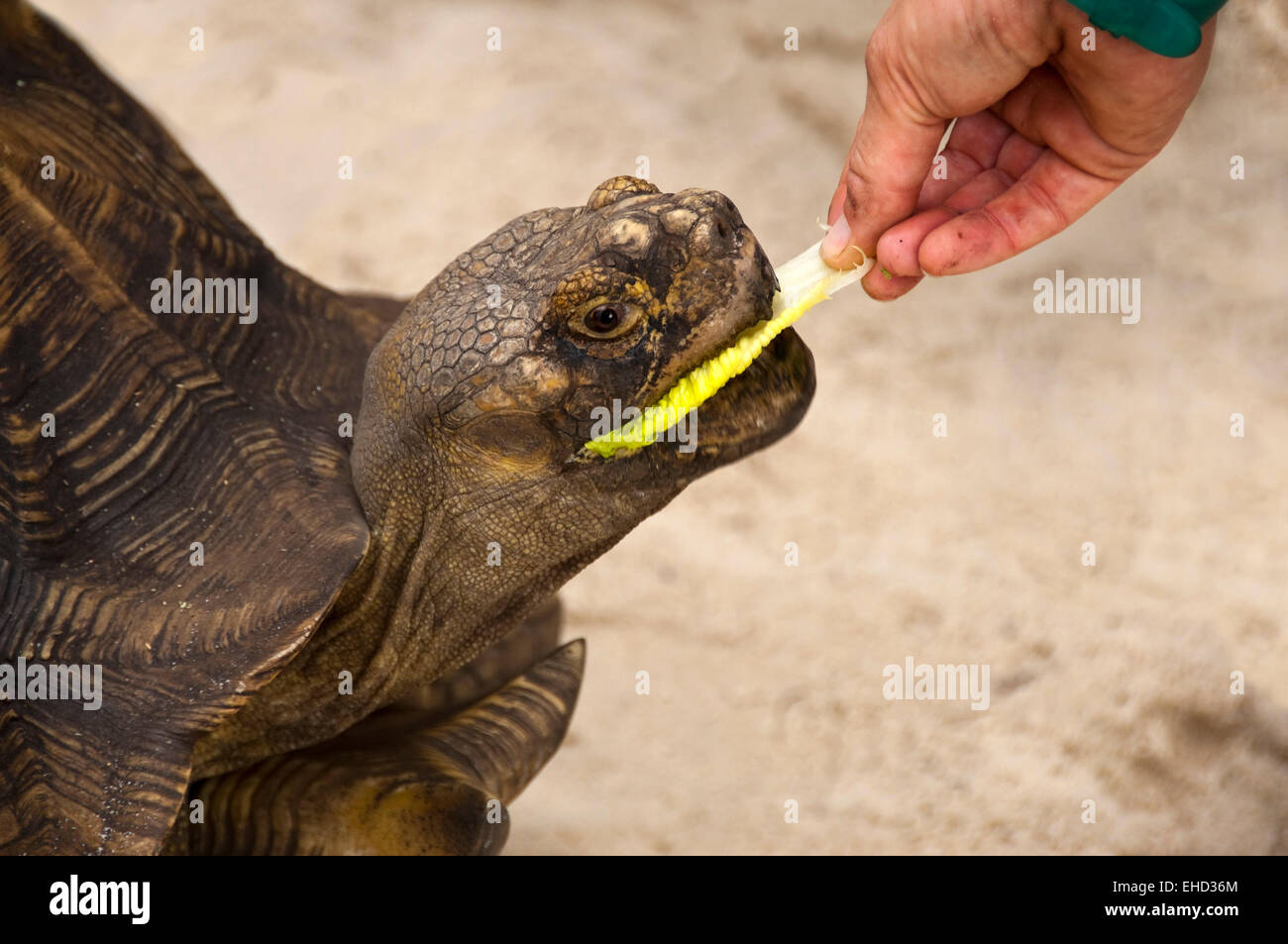 Horizontal close up of an African spurred tortoise eating a lettuce ...