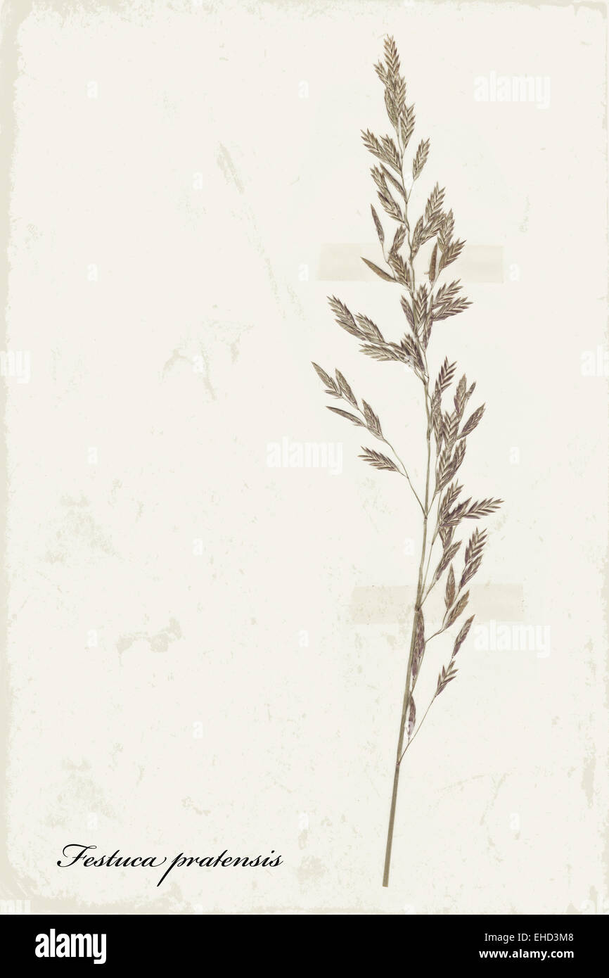 Festuca Pratensis High Resolution Stock Photography and Images - Alamy