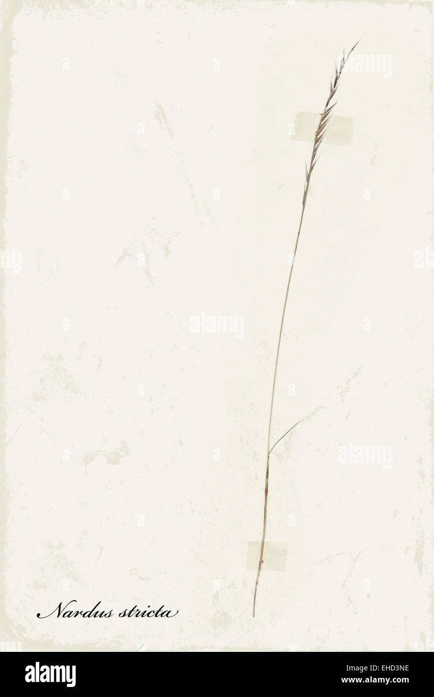 Herbarbogen hi-res stock photography and images - Alamy