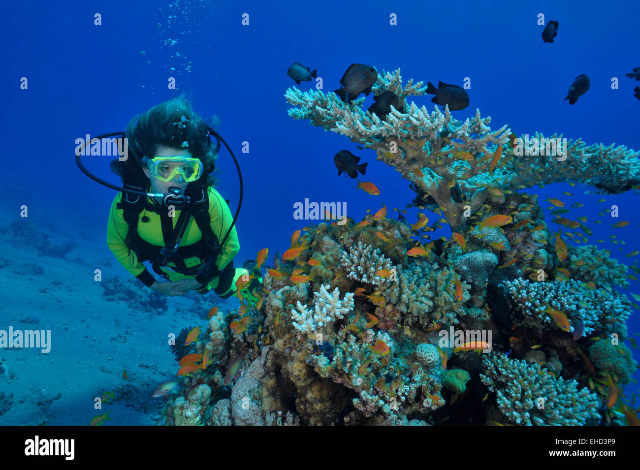 Diver red sea hi-res stock photography and images - Alamy