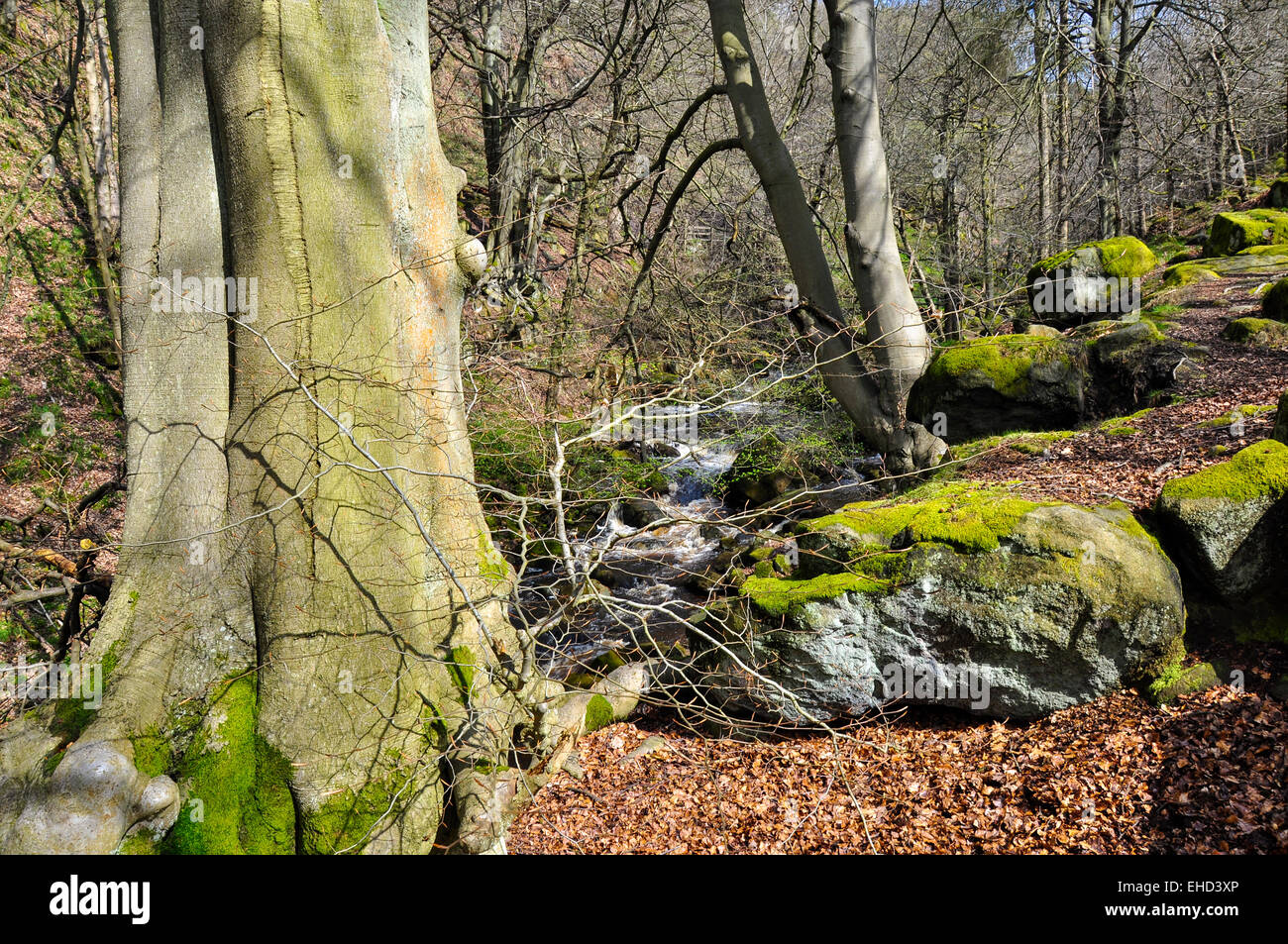 Woodland at Padley Gorge in the Peak District, Derbyshire. Spring ...
