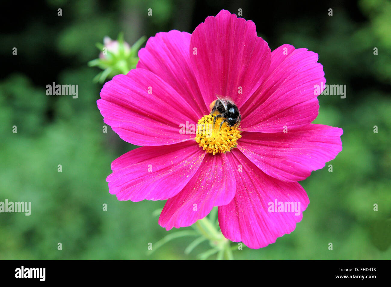 Bloomy hi-res stock photography and images - Alamy