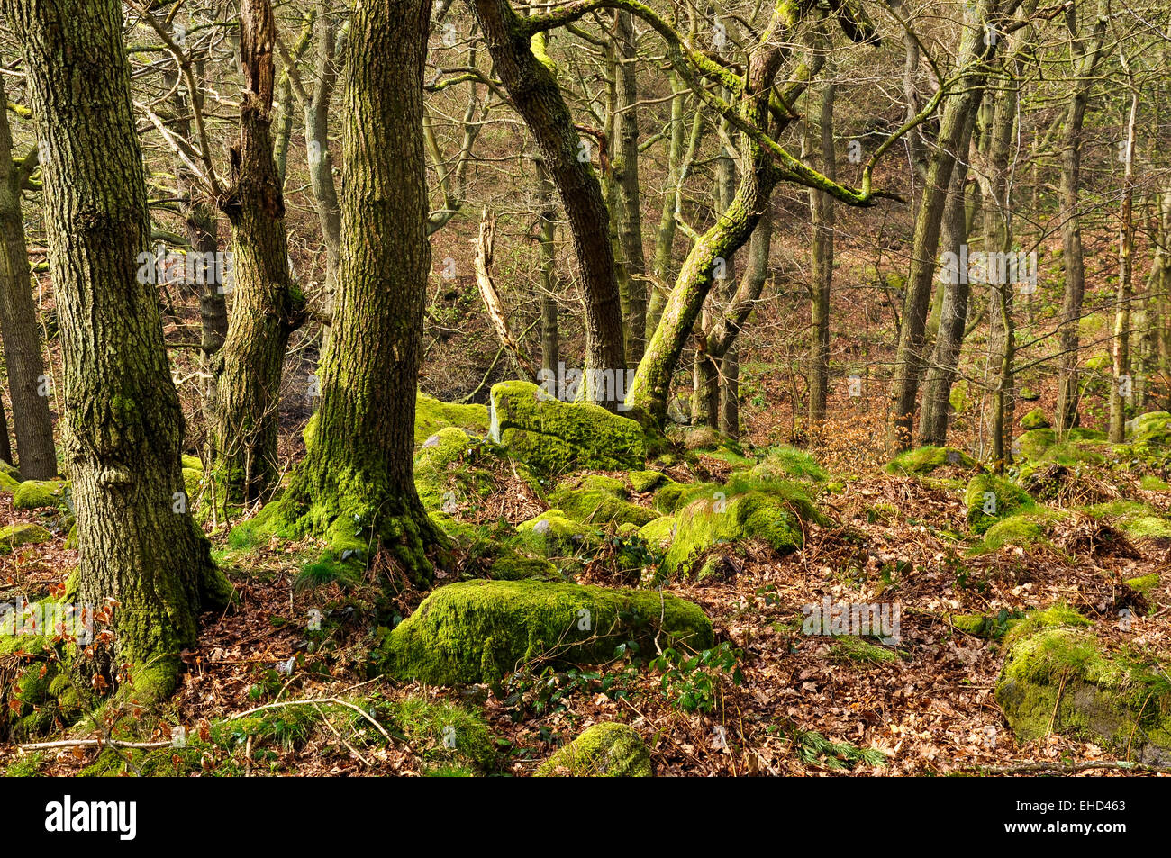 Oak Woodland at Padley Gorge in the Peak DIstrict, Derbyshire. Spring ...
