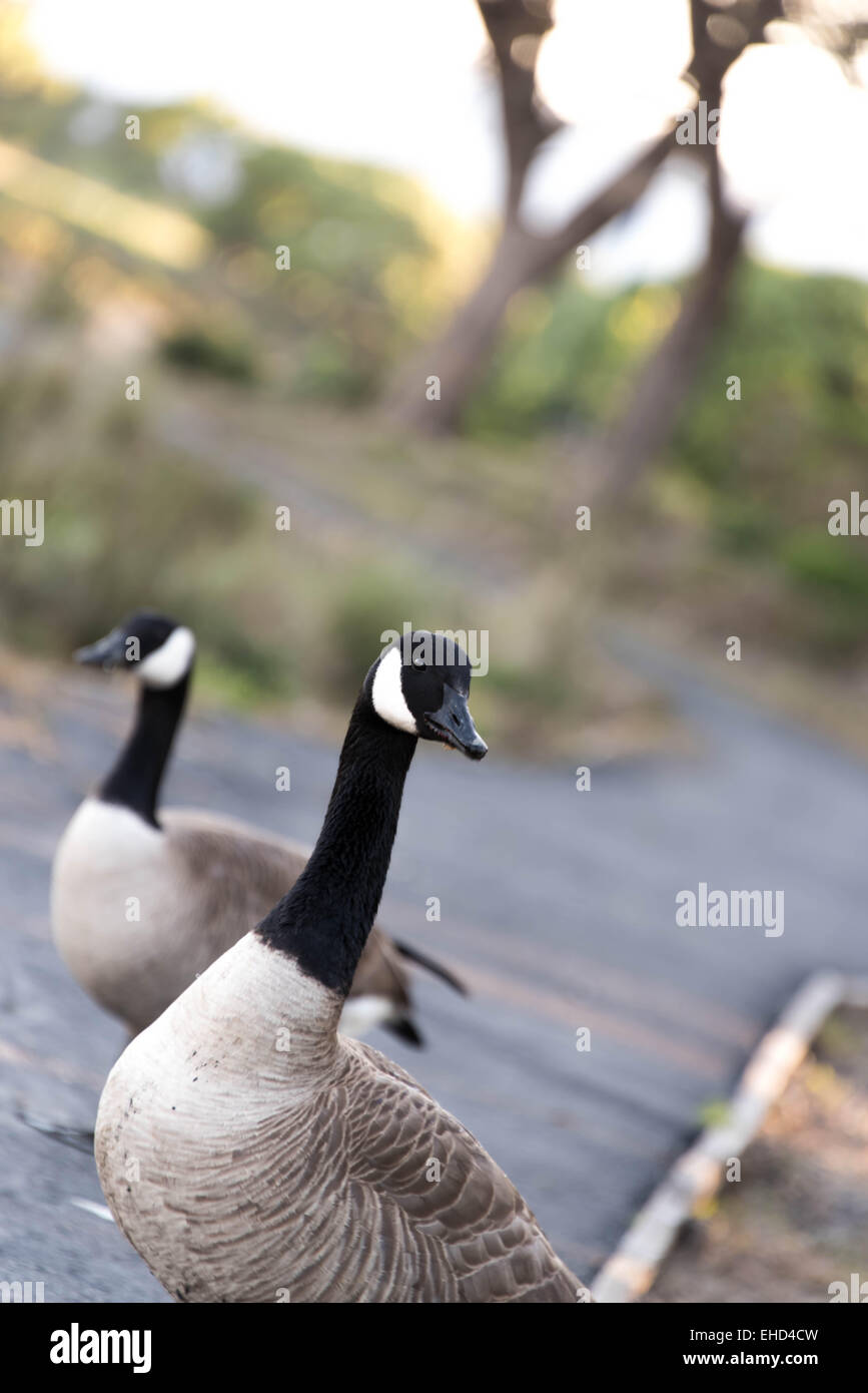 geese on a walk path at an outdoor park Stock Photo - Alamy