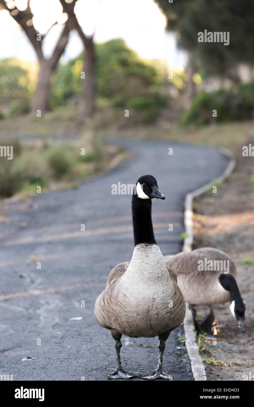 geese on a walk path at an outdoor park Stock Photo - Alamy