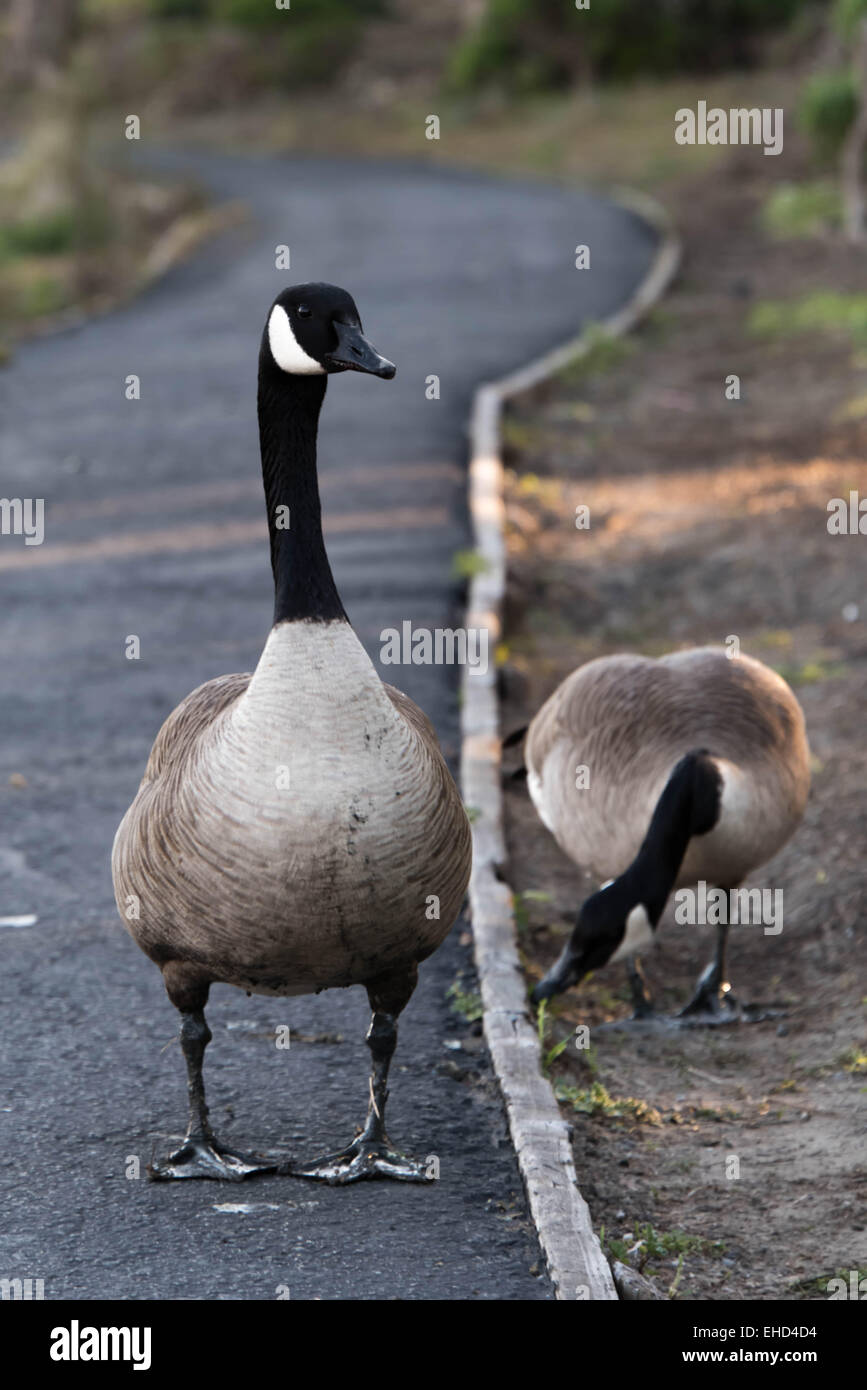geese on a walk path at an outdoor park Stock Photo - Alamy