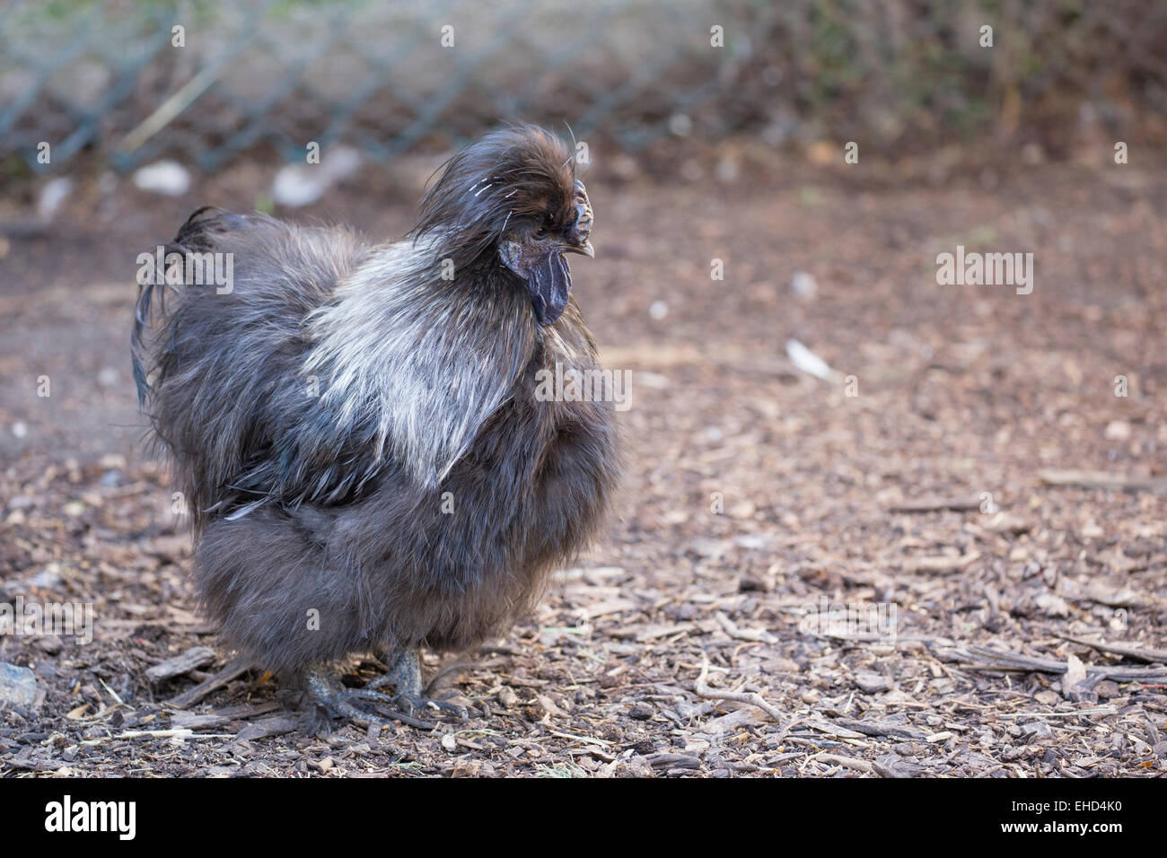Silkies poultry hi-res stock photography and images - Alamy