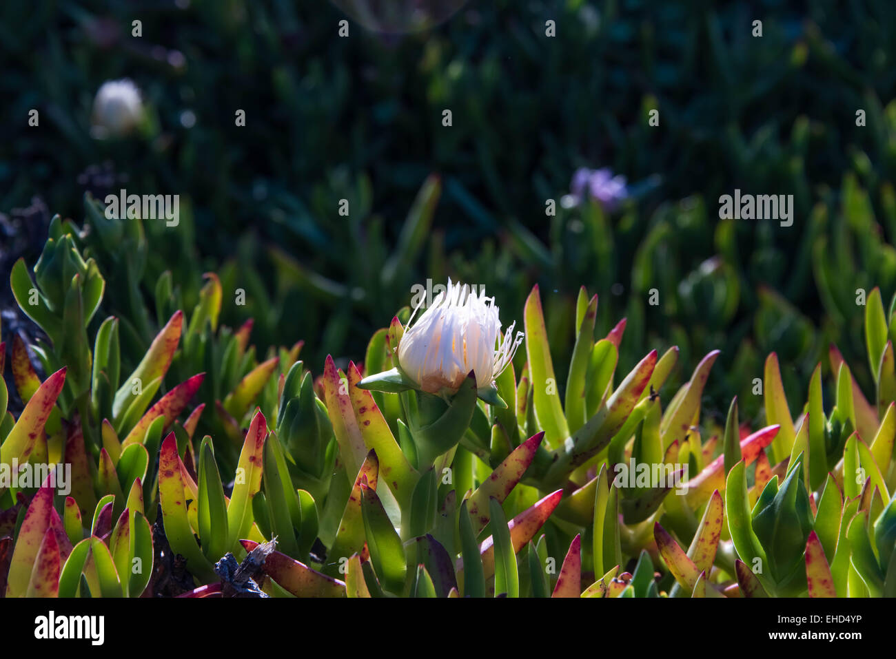 white flowering aloe vera plants Stock Photo - Alamy