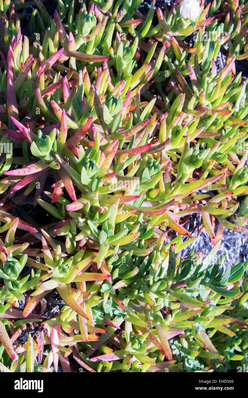white flowering aloe vera plants Stock Photo - Alamy