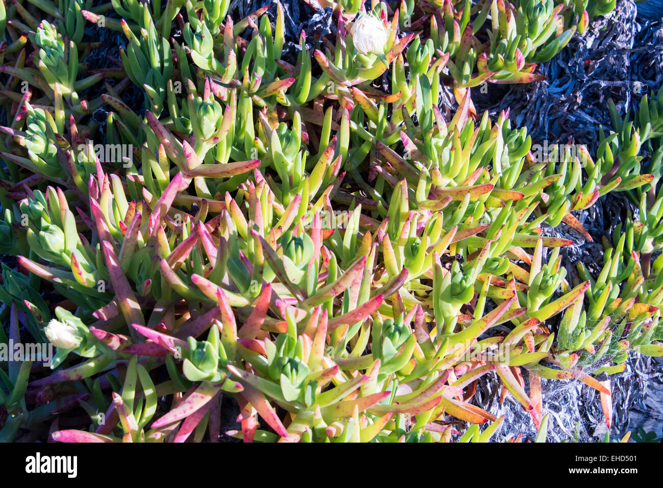 white flowering aloe vera plants Stock Photo - Alamy