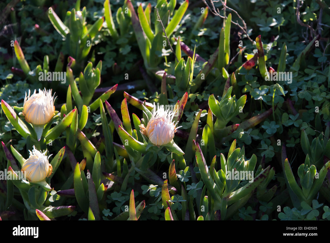 white flowering aloe vera plants Stock Photo - Alamy