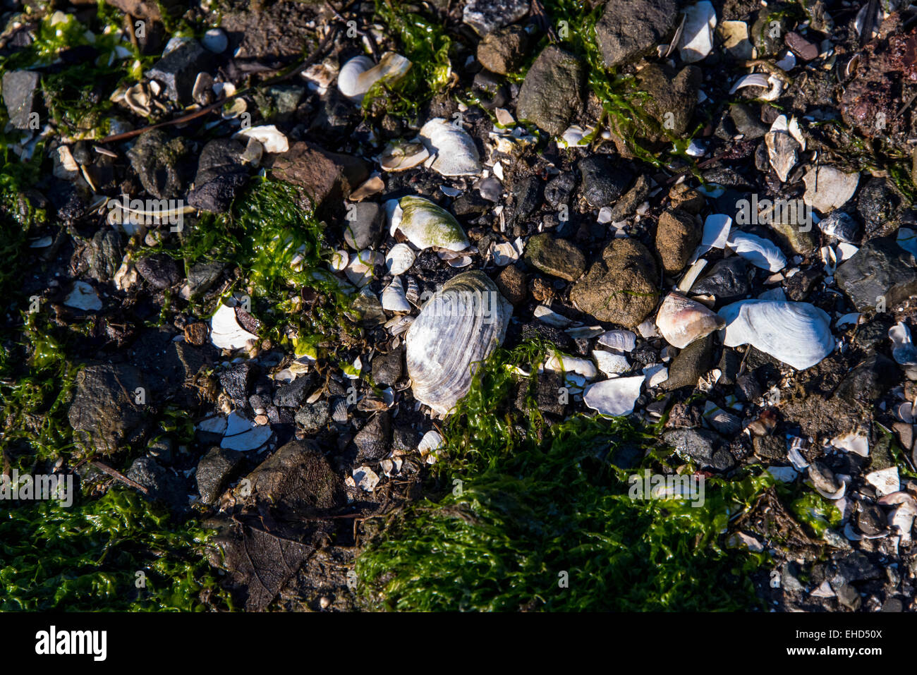 rocky shore front with white seashells and seaweed Stock Photo - Alamy