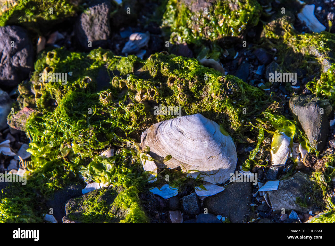 rocky shore front with white seashells and seaweed Stock Photo - Alamy