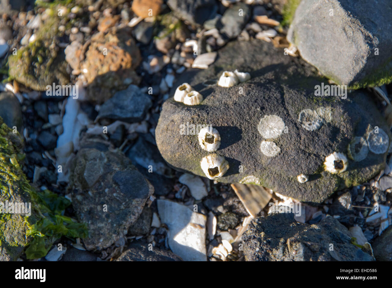 rocky shore front with white seashells and seaweed Stock Photo - Alamy