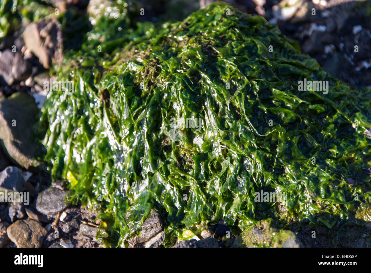 Pickleweed california hi-res stock photography and images - Alamy