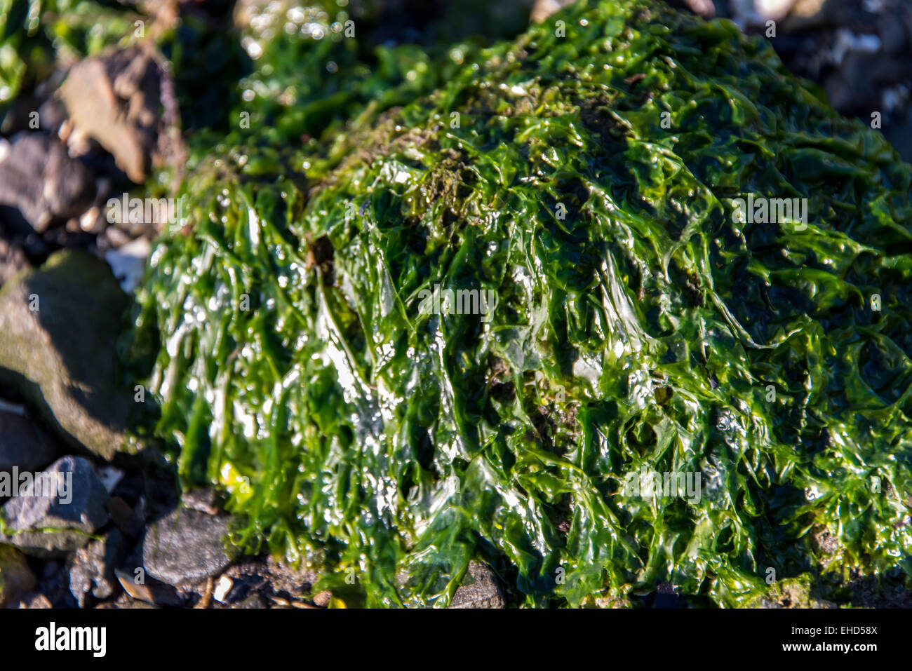 rocky shore front with green seaweed covered rocks Stock Photo - Alamy