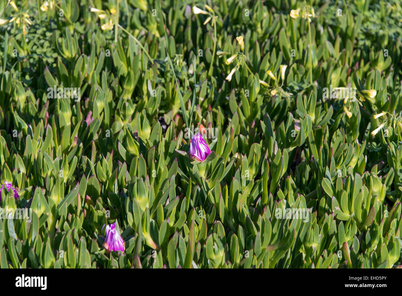 purple flowering aloe vera plants and yellow wild flowers Stock Photo ...