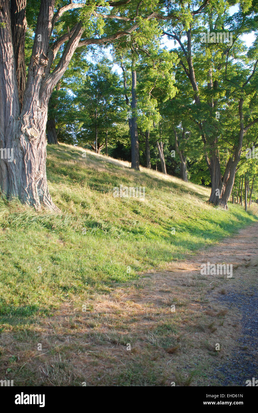 Path through the Woods Stock Photo - Alamy