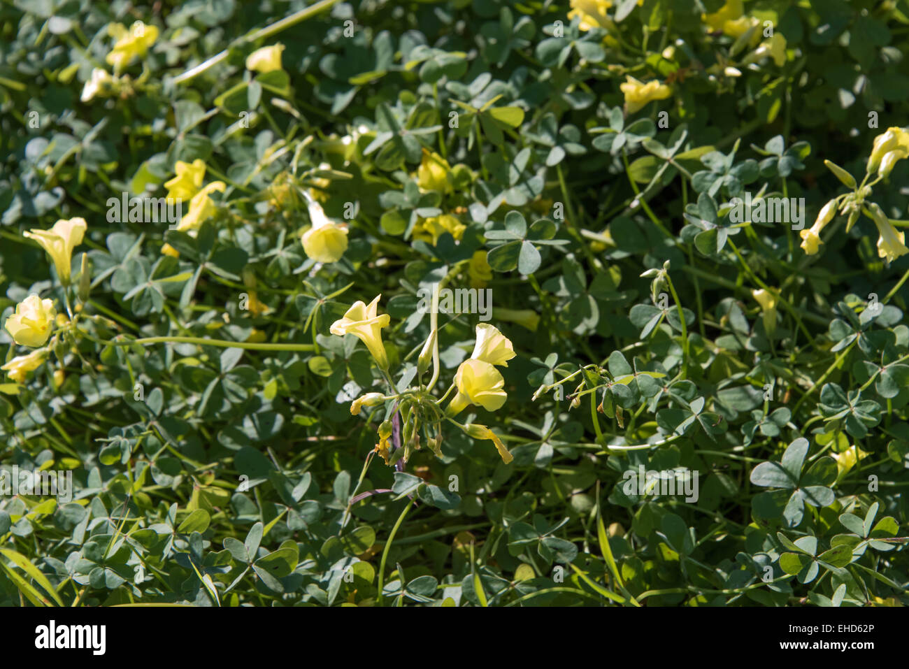 Field trumpet hi-res stock photography and images - Alamy