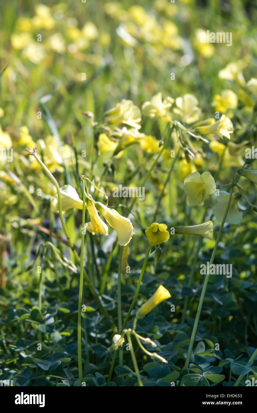 Trumpet wild flowers hi-res stock photography and images - Alamy