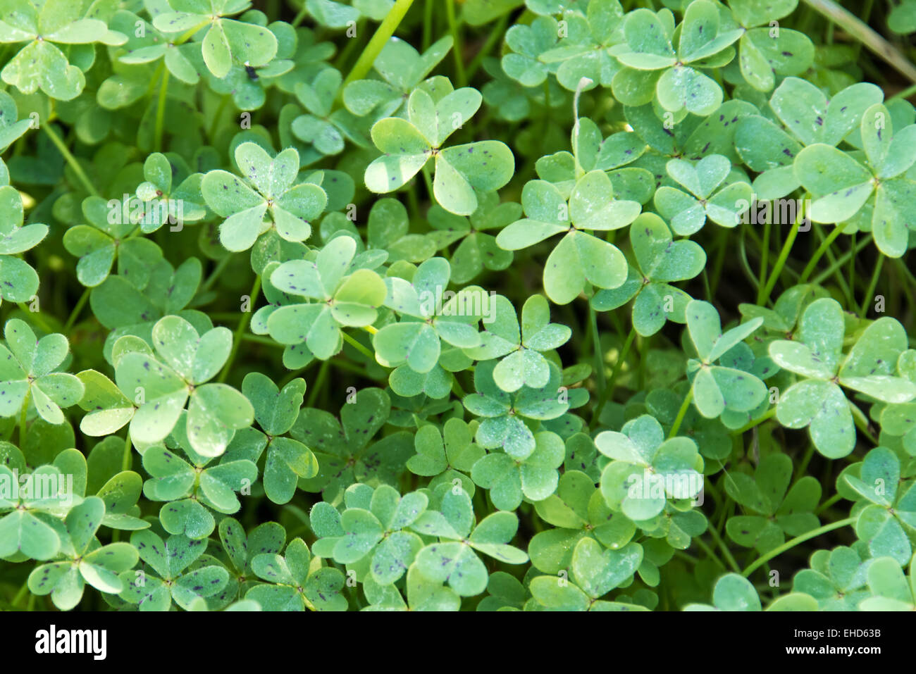 Field field of clovers hi-res stock photography and images - Alamy