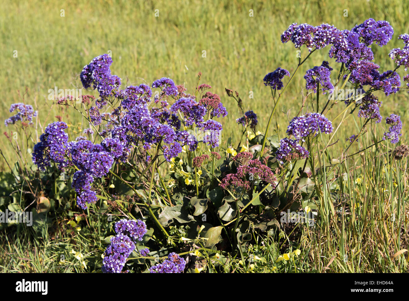 Spring wild flowers hi-res stock photography and images - Alamy