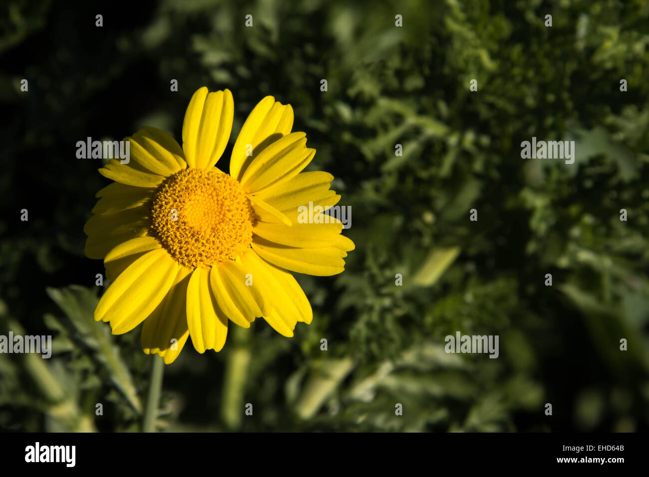 yellow wild daisy in a green field Stock Photo - Alamy