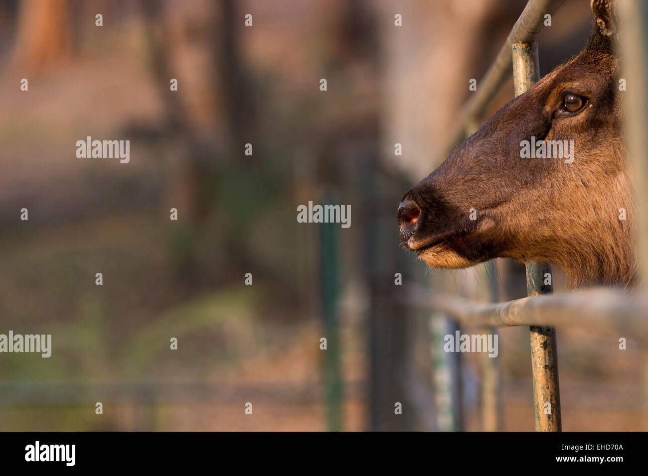 Guwahati, Assam, India. 12th Mar, 2015. A Sambar Deer gaze through as ...