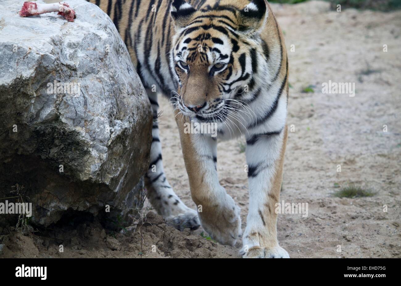 Tiger Rock High Resolution Stock Photography and Images - Alamy