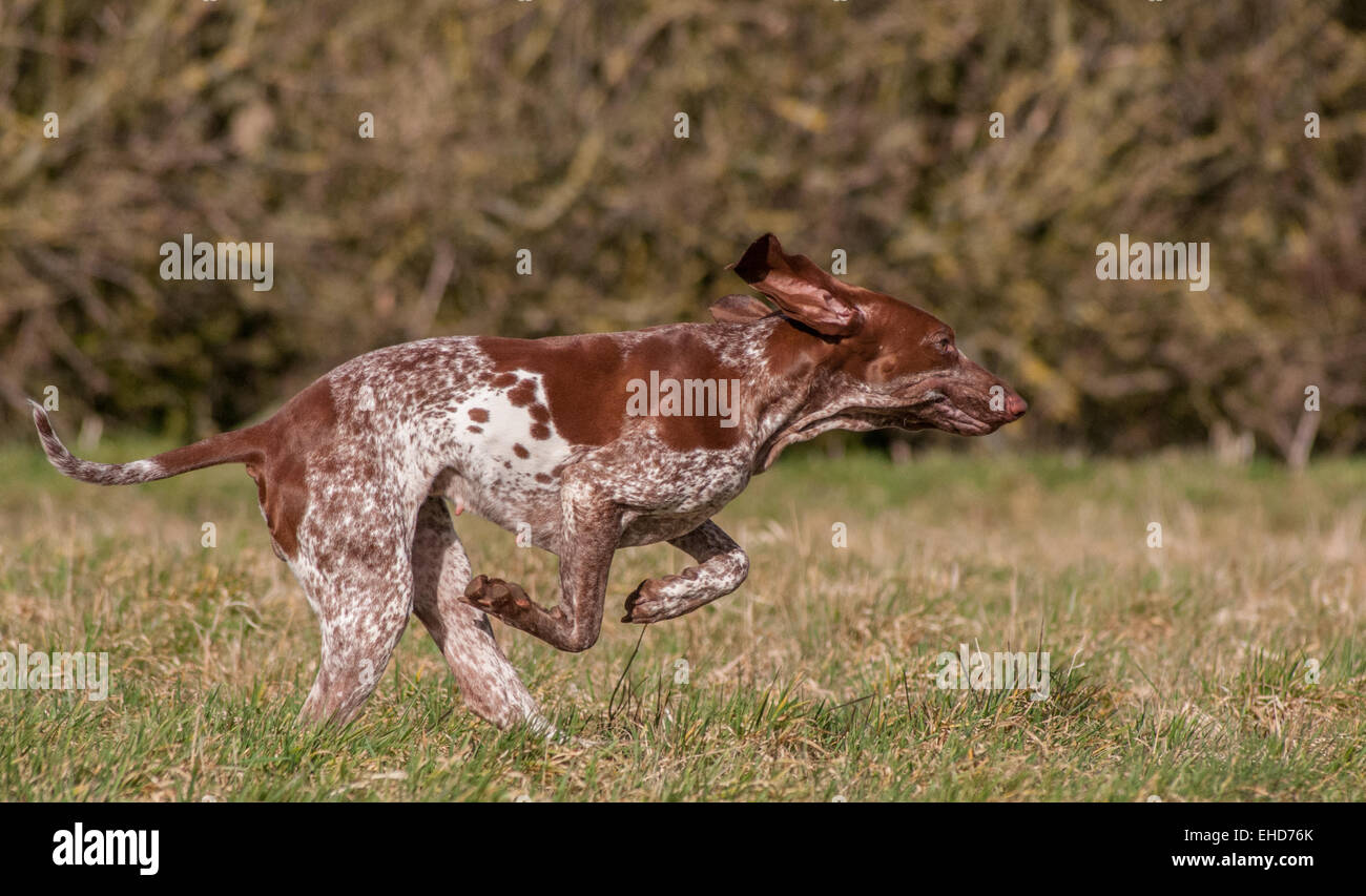 A Bracco Italiano, also called an Italian Pointer or Italian Pointing ...