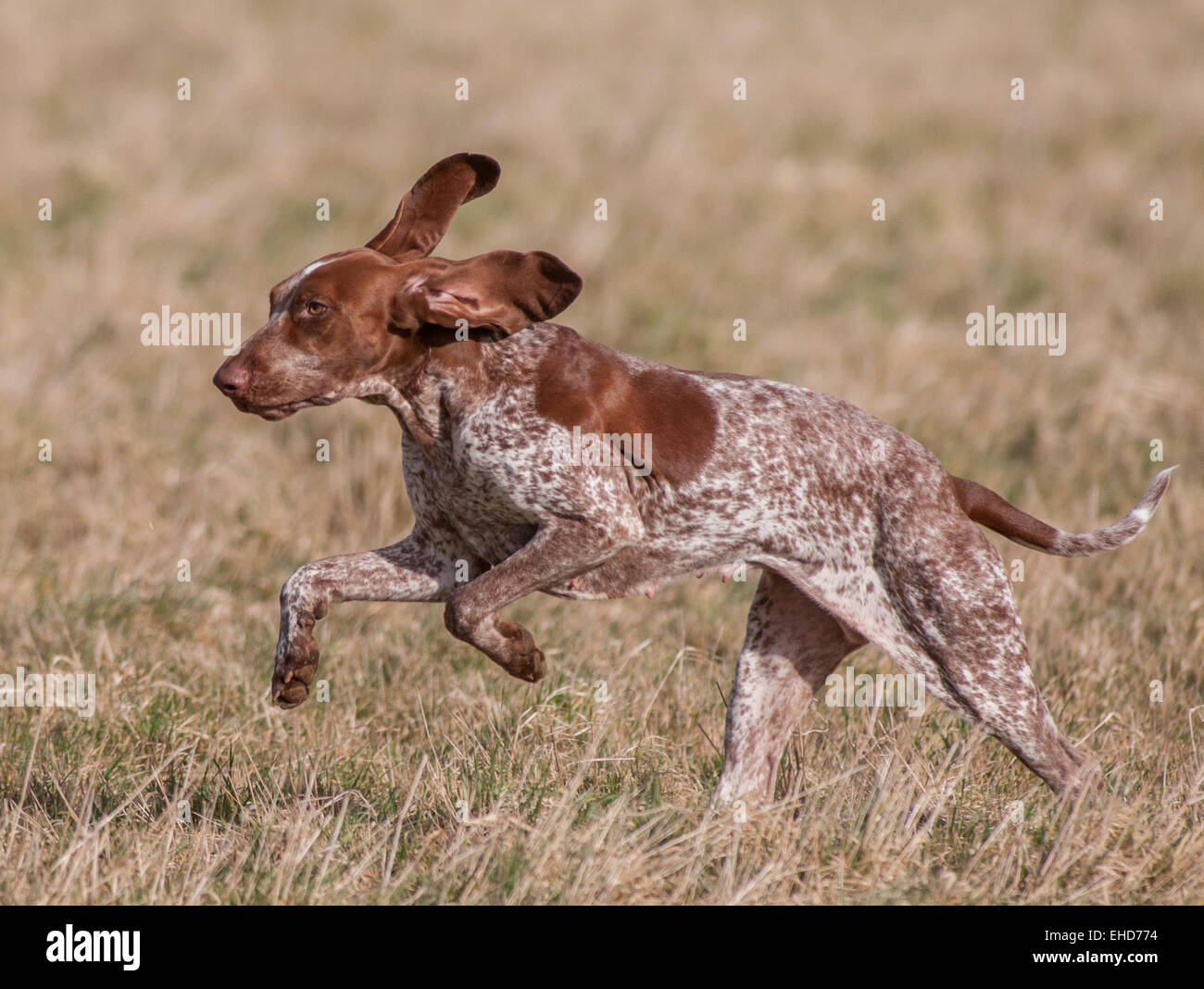 Bracco Italiano High Resolution Stock Photography and Images - Alamy