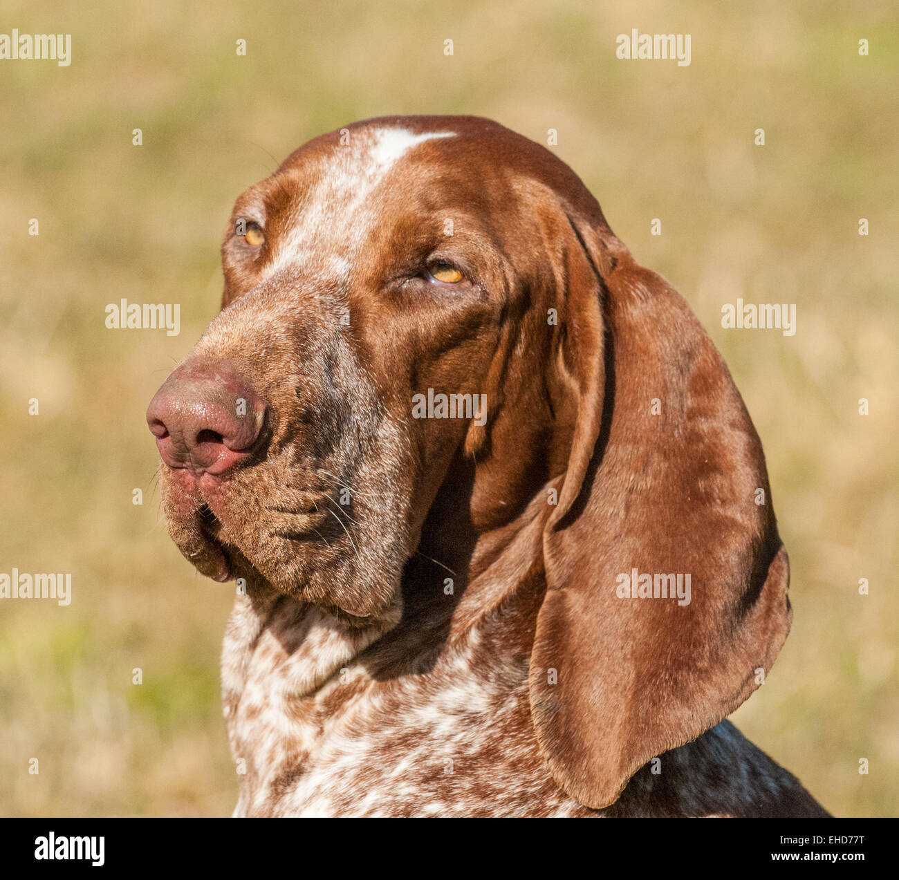 A Bracco Italiano, also called an Italian Pointer or Italian Pointing ...