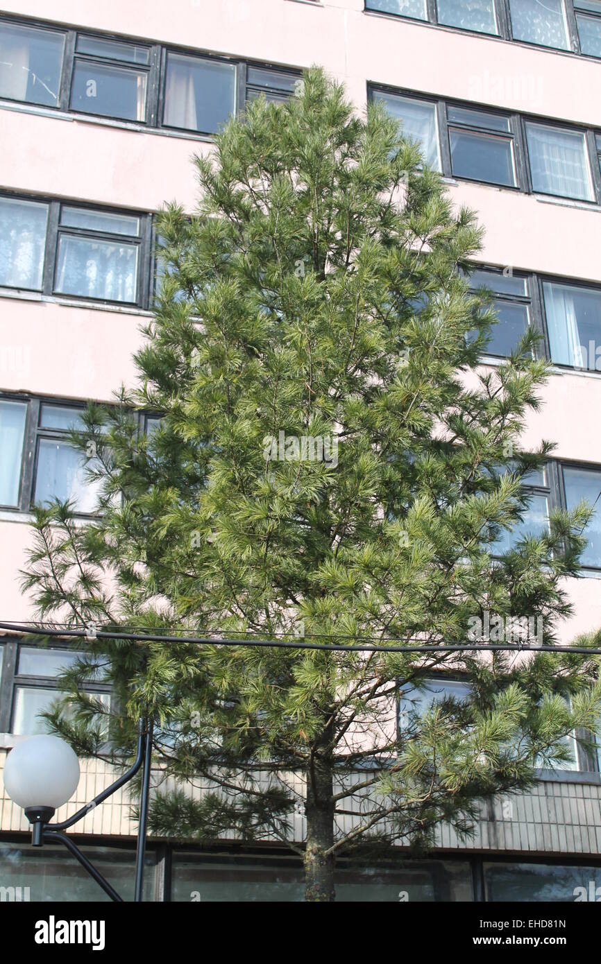 nice high grow in pyramid form fir tree in city Stock Photo - Alamy