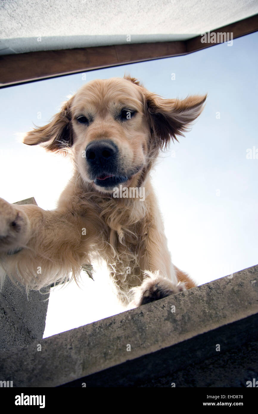 Golden retriever digging hi-res stock photography and images - Alamy