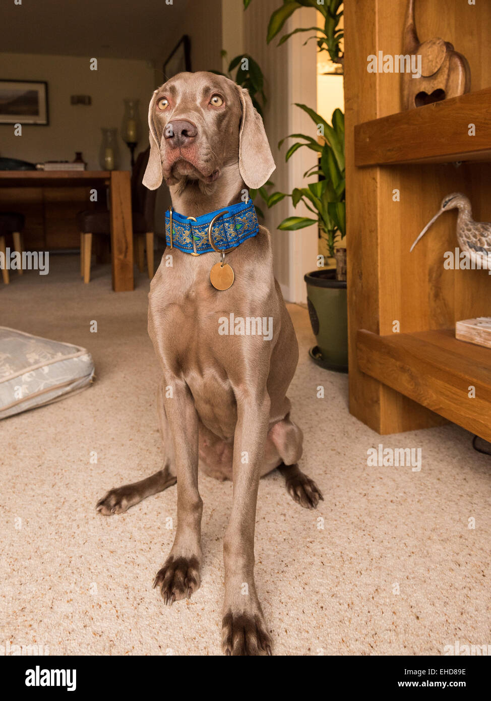 Weimaraner German Hunting Dog Stock Photo - Alamy