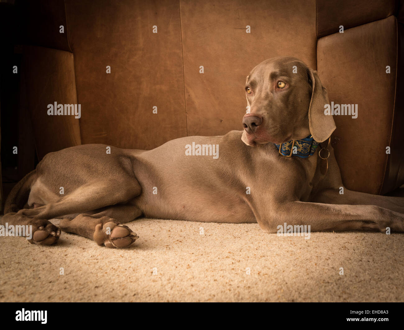 Weimaraner German Hunting Dog Stock Photo - Alamy