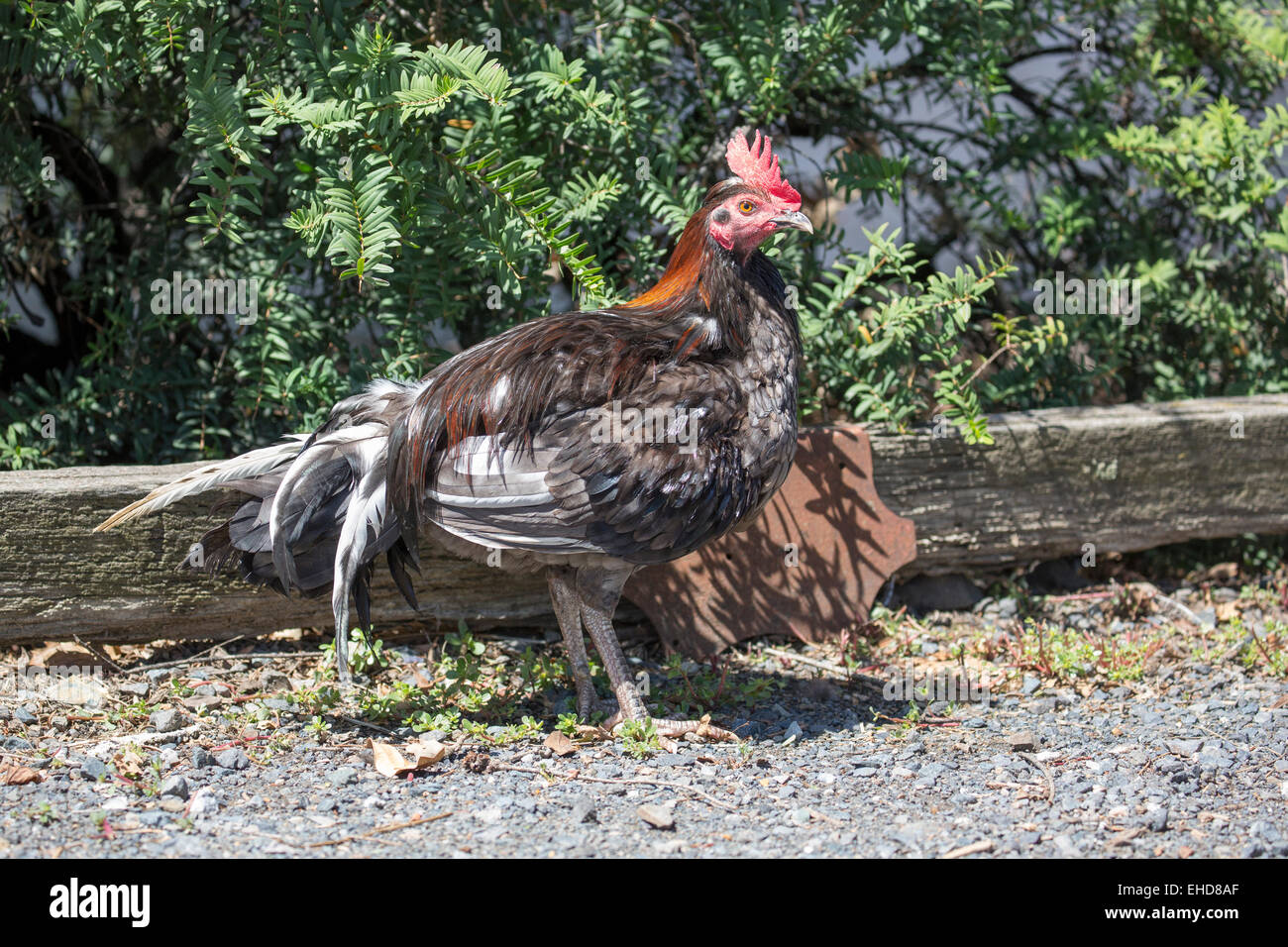 Rooster beak hi-res stock photography and images - Alamy