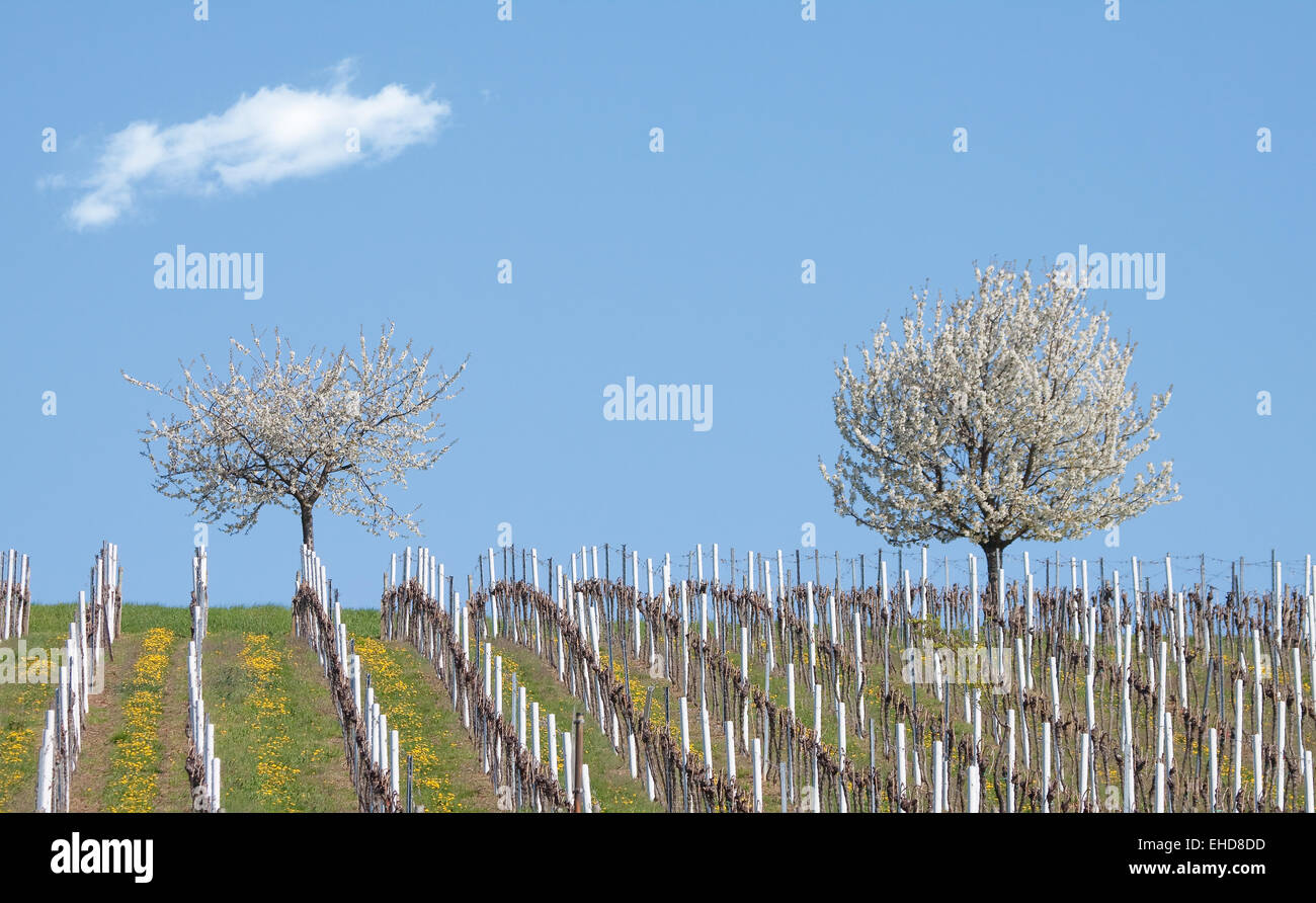 Vineyards in spring Stock Photo - Alamy