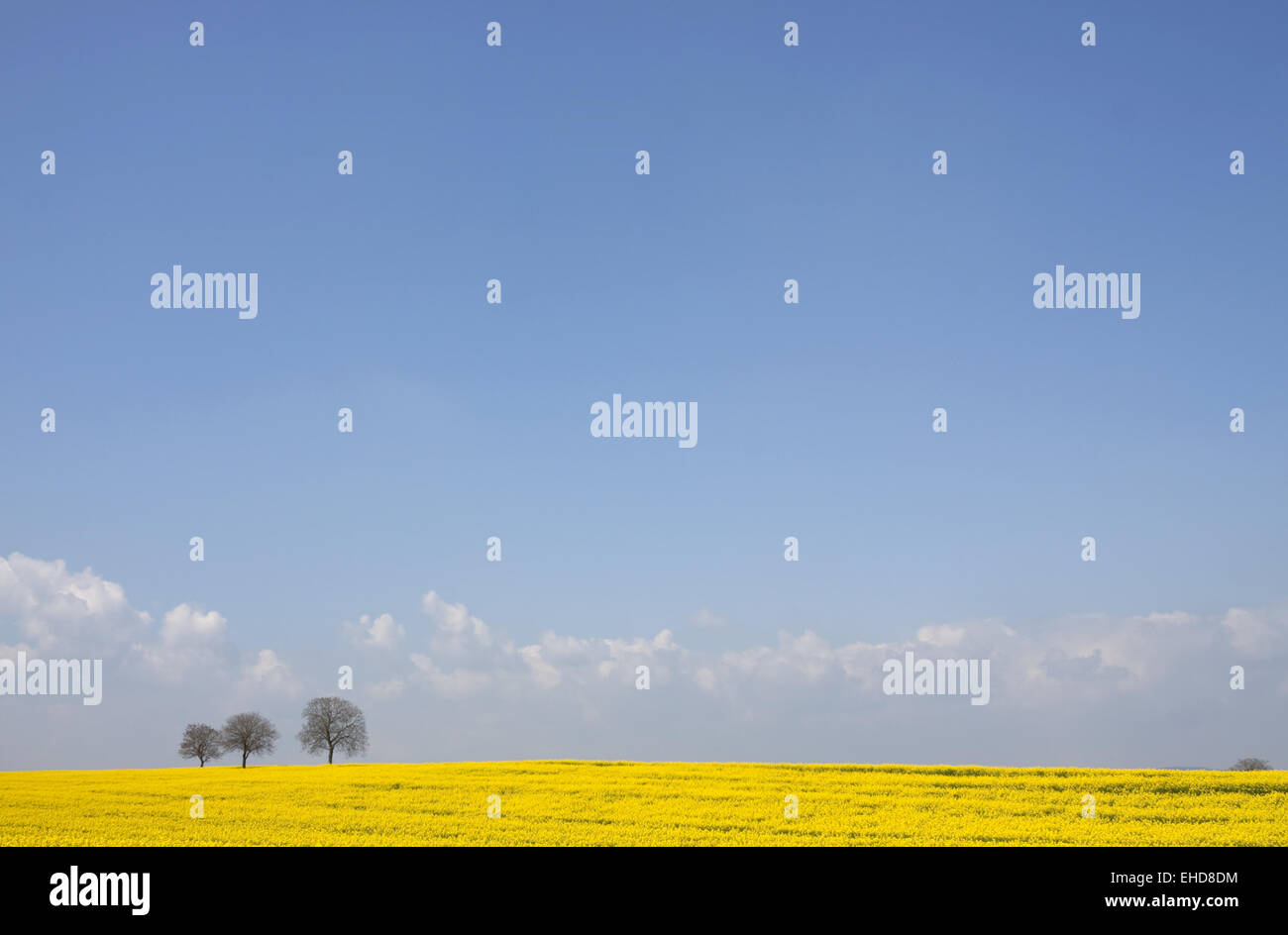 Three walnut trees in rapeseed field Stock Photo - Alamy
