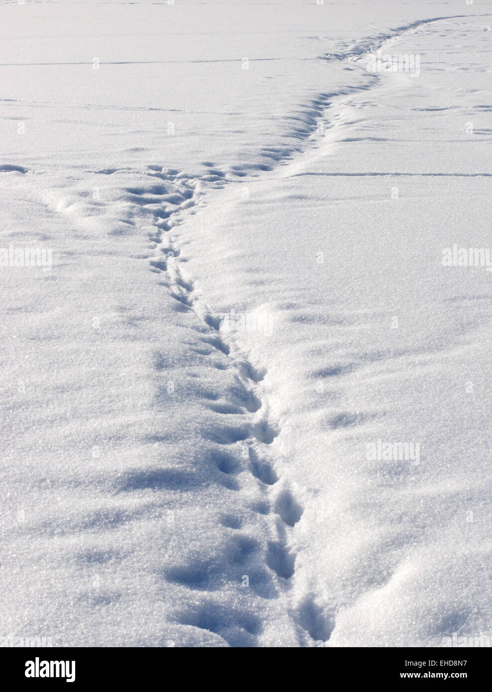 Foot path in snow on frozen lake surface Stock Photo - Alamy