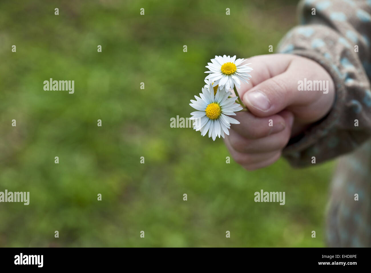 Child with daisy flower Stock Photo - Alamy